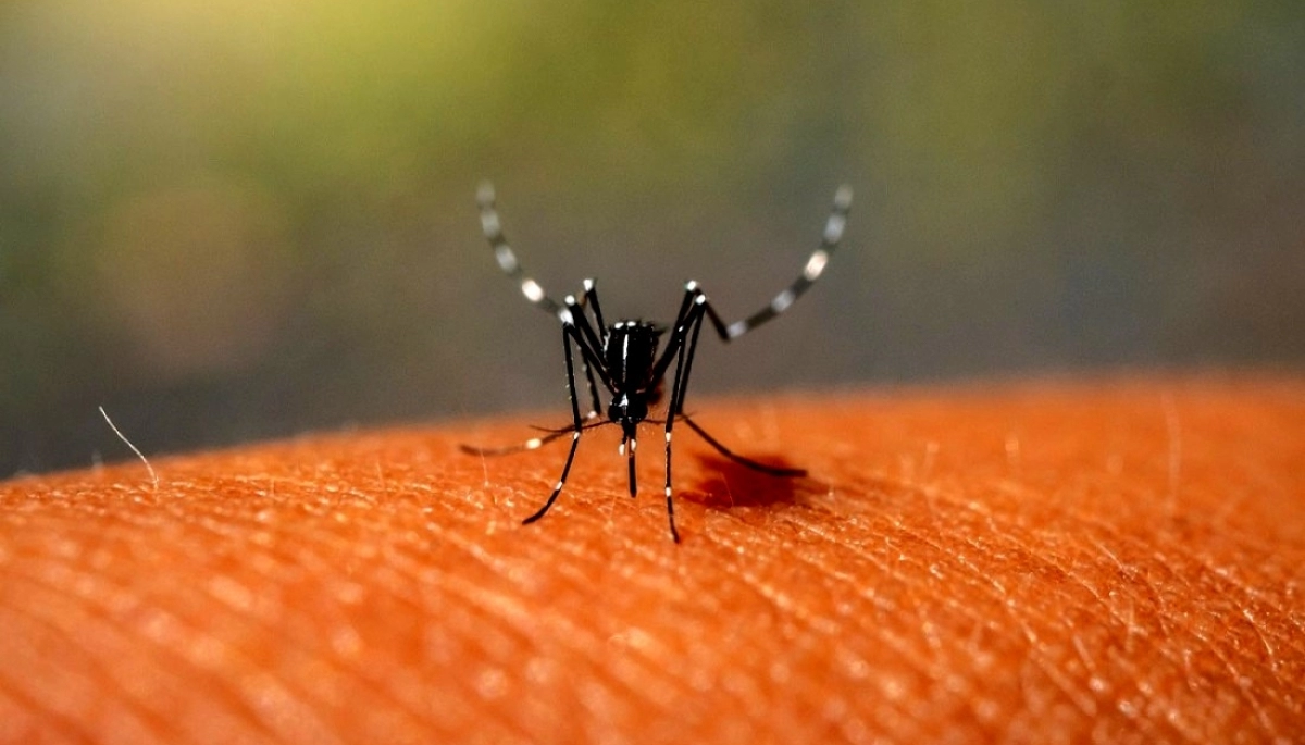 Cuáles Son Los 5 Municipios Bonaerenses Que Registraron Casos De Dengue